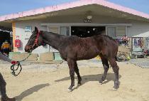 큐피드커맨드 (CUPID COMMAND)의 마적사항